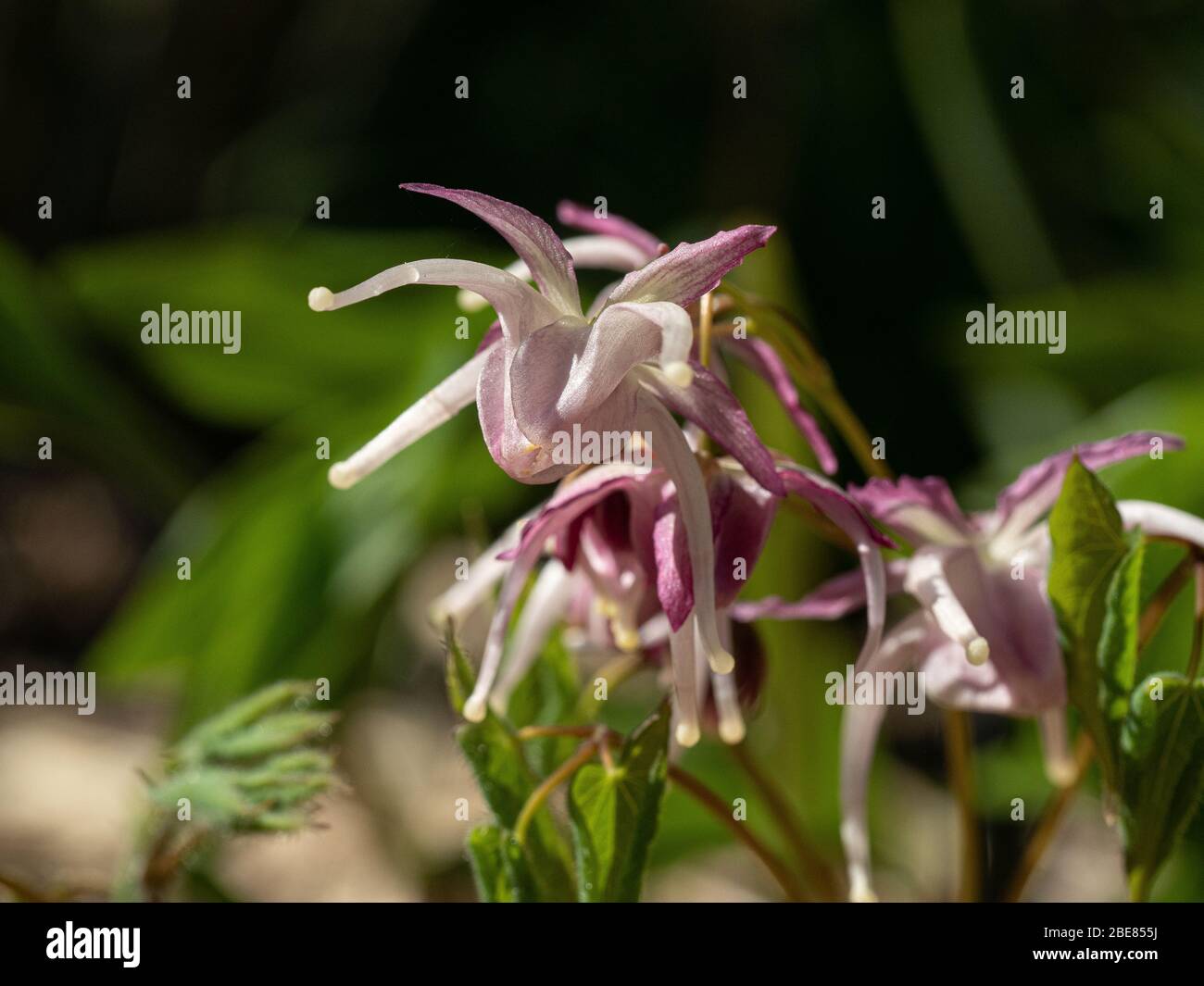 A close up of the pale mauve spider like flowers of Epimedium Buckland ...