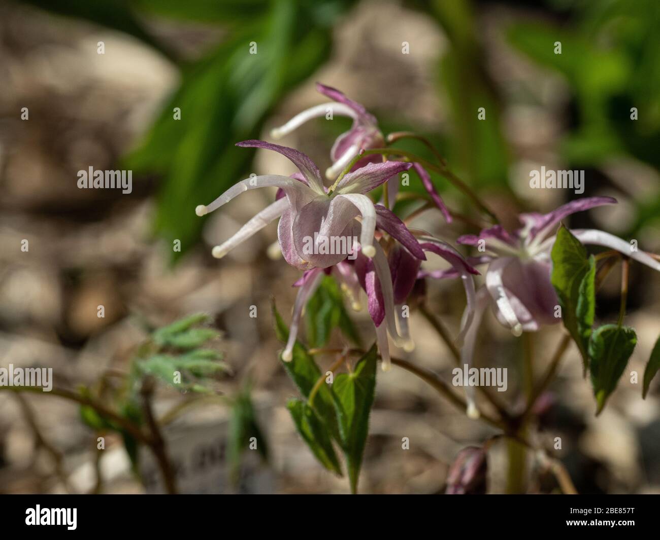 A close up of the pale mauve spider like flowers of Epimedium Buckland ...