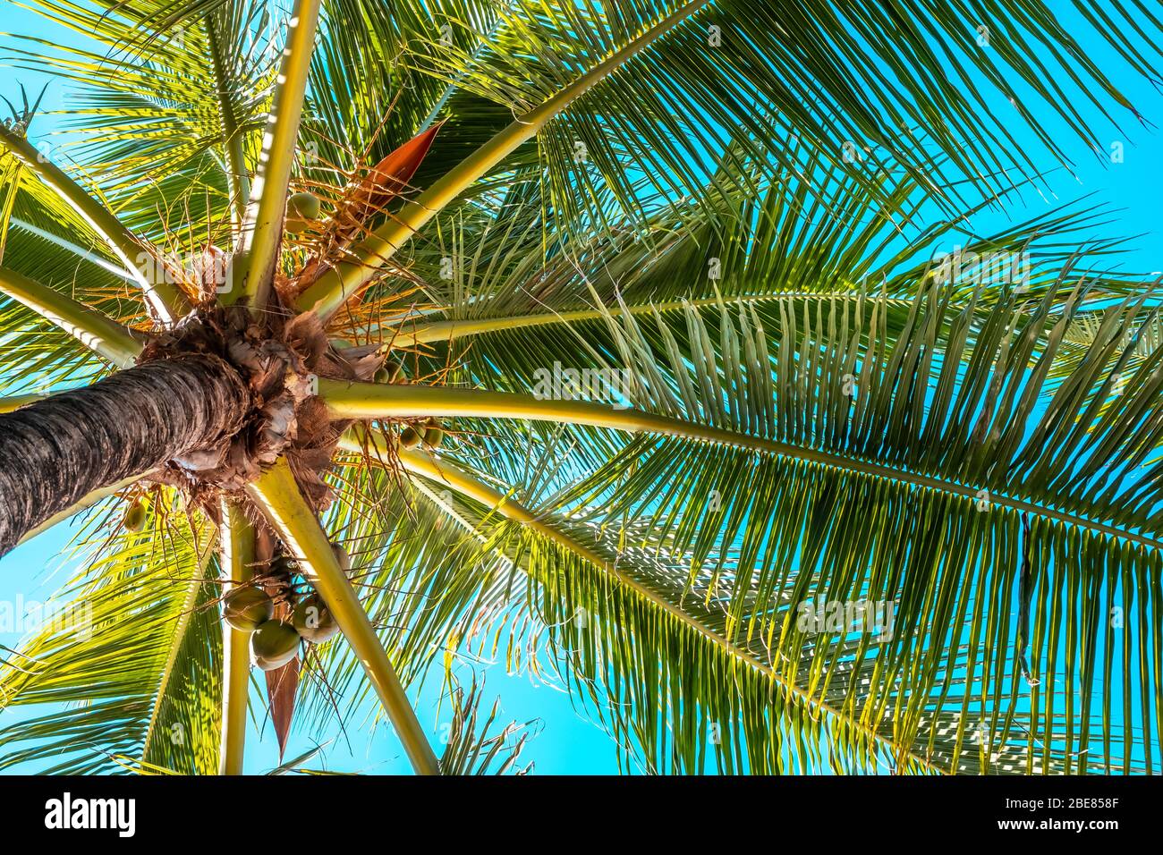 Coconut palm tree leaves background, closeup photo of palm tree leaves ... Coconut palm tree leaves background, closeup photo of palm tree leaves ...