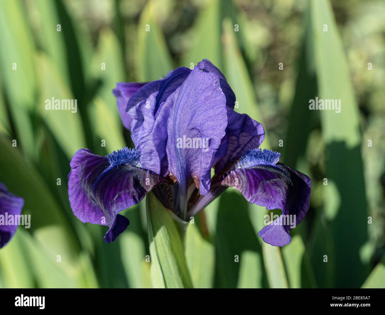 A single deep blue flower of the dwarf Iris Branningan Stock Photo - Alamy