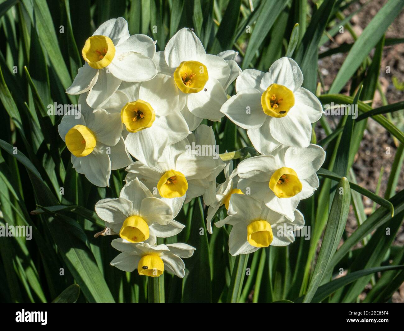 A group of the small white and yellow trumpeted flowers of Narcissus ...
