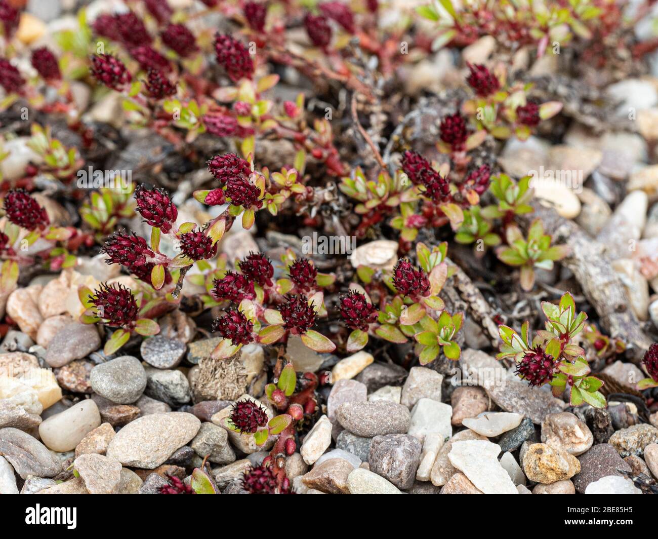 Red willow hi-res stock photography and images - Alamy