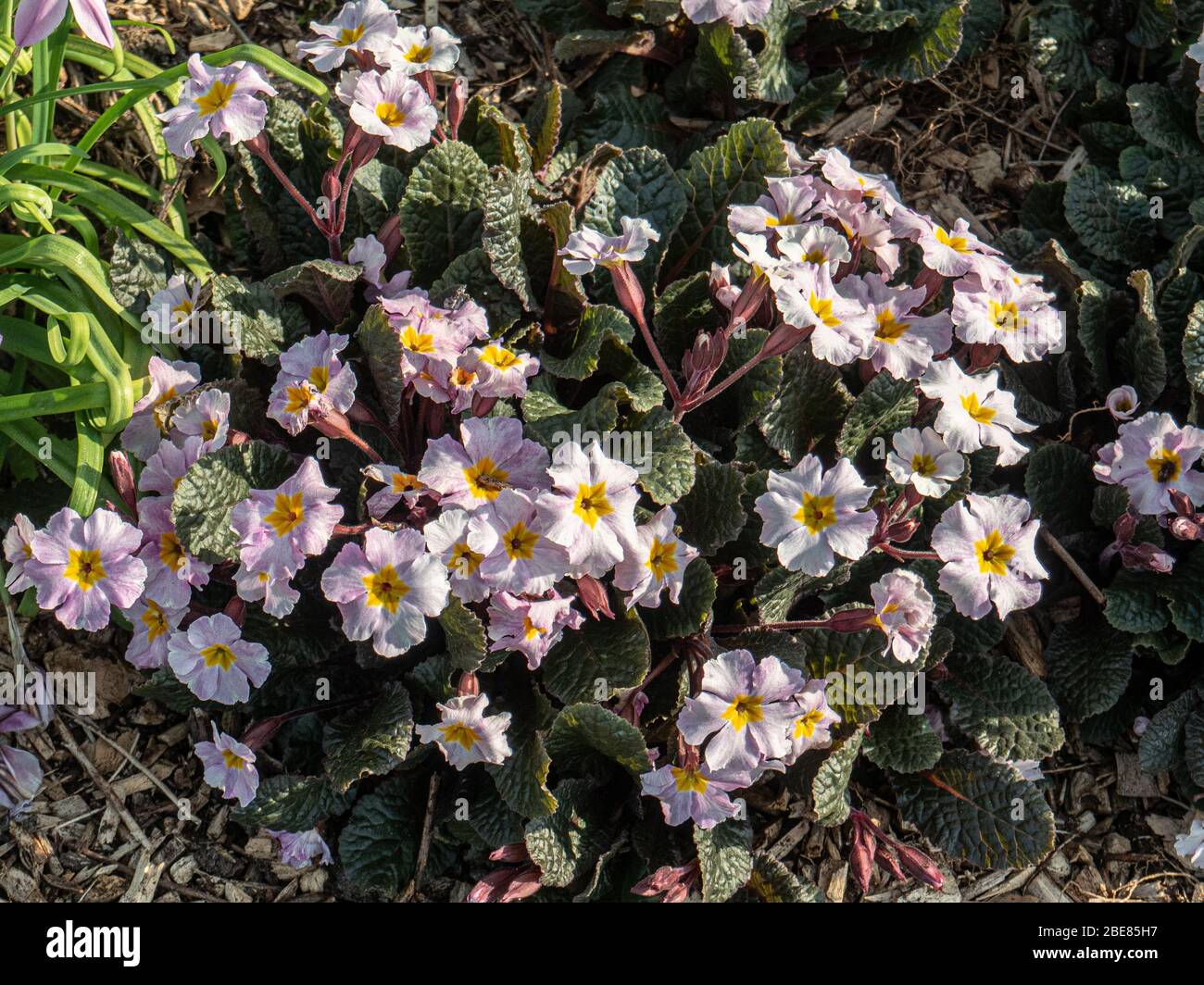 Pink and yellow centred flowers hi-res stock photography and images - Alamy