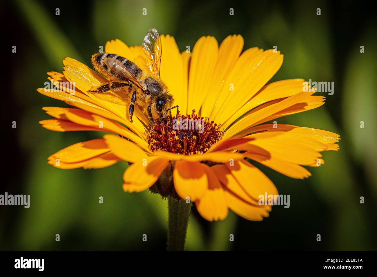 Yellow honey bees hi-res stock photography and images - Alamy