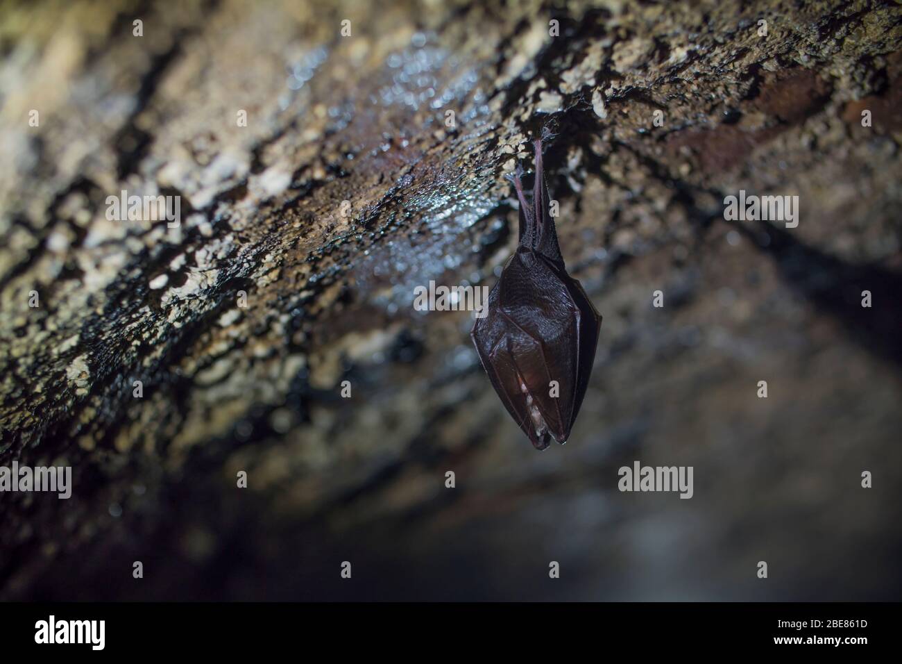 Close up small sleeping lesser horseshoe bat covered by wings, hanging ...