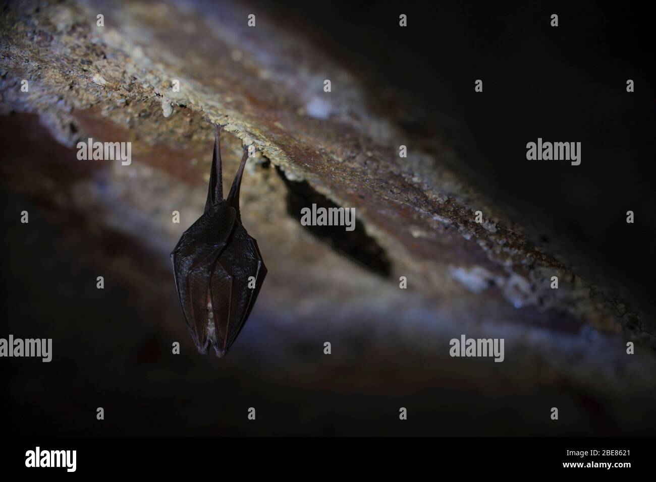 Close up small sleeping lesser horseshoe bat covered by wings, hanging ...