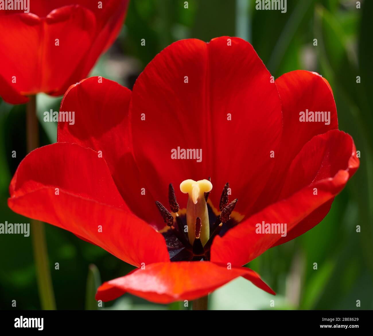 red bloomed tulip with green leaves, yellow pestle, sunny day Stock ...