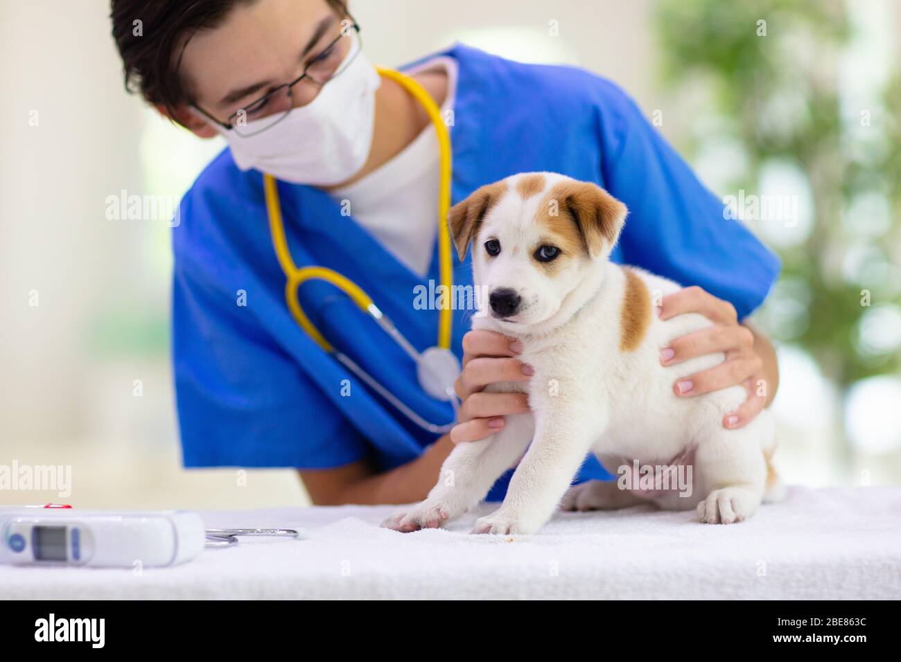 Vet examining dog. Puppy at veterinarian doctor. Animal clinic. Pet ...