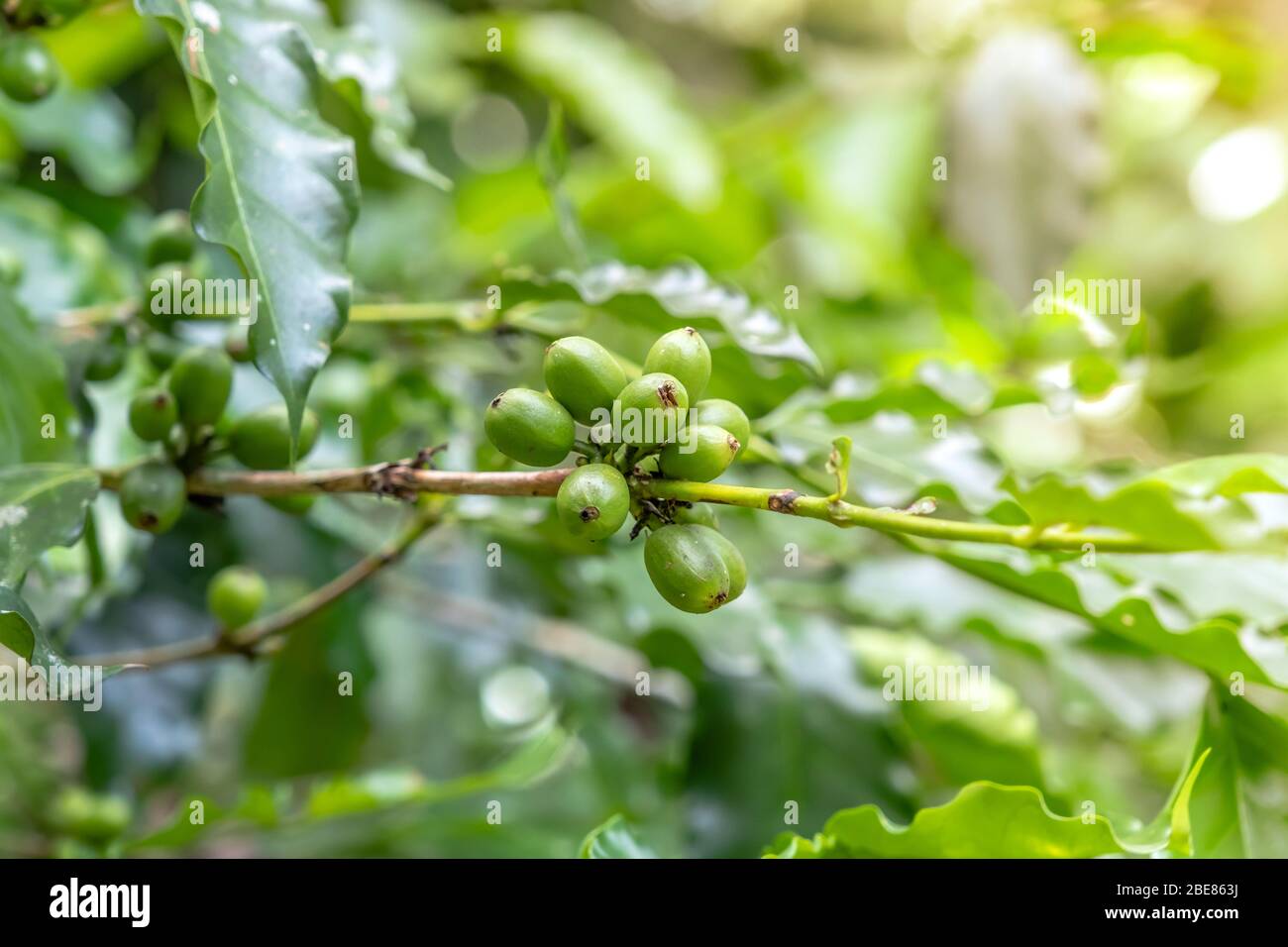 Java indonesia coffee plantation hi-res stock photography and images ...