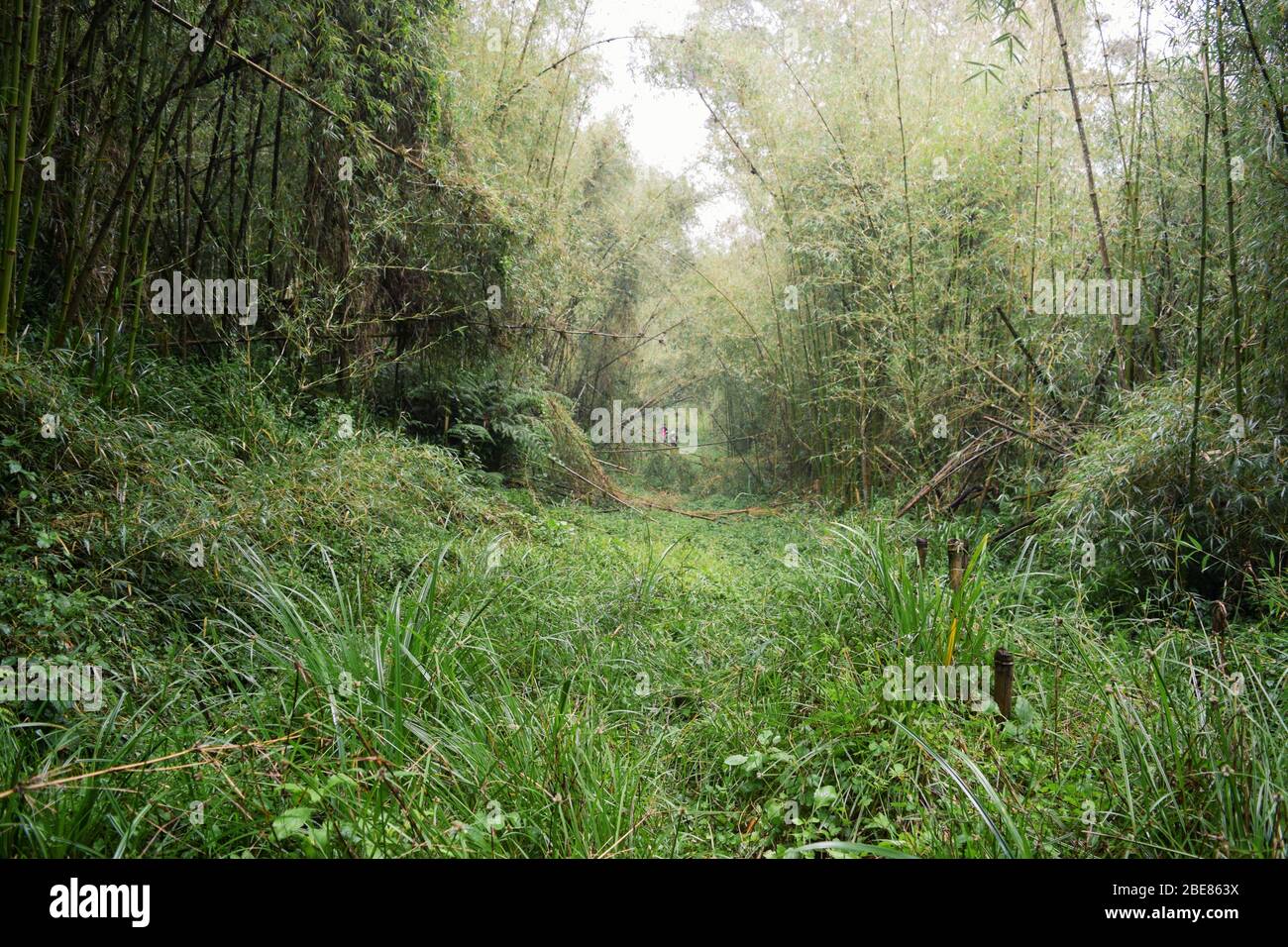 A hiking path in the bamboo forest of Aberdare Ranges, Kenya Stock ...