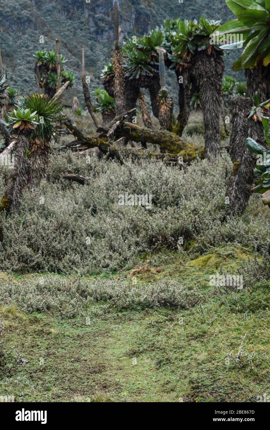 Rural uganda hi-res stock photography and images - Alamy