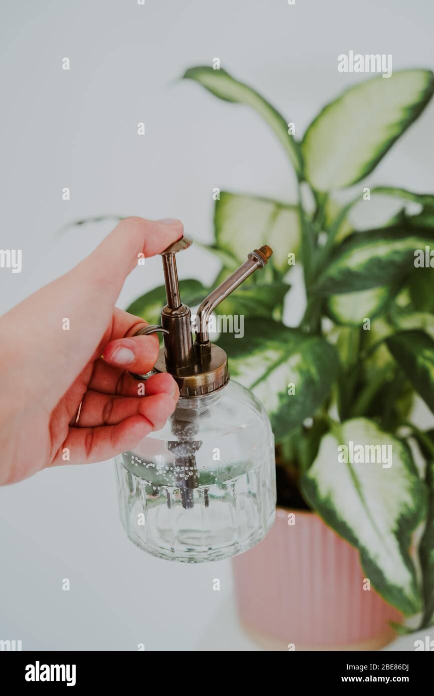 Misting house plant with glass mister Stock Photo - Alamy