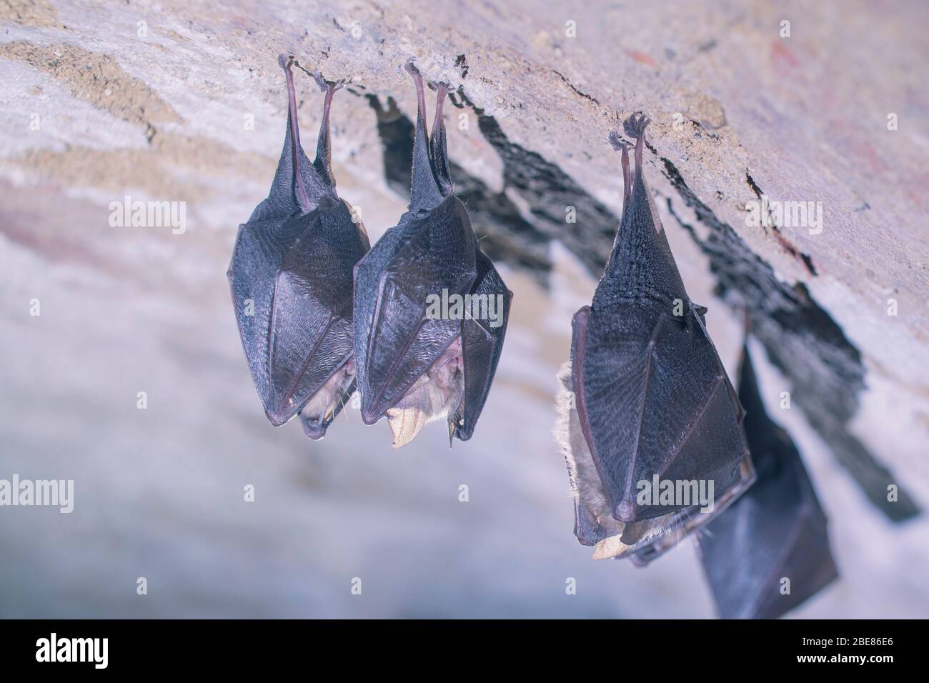 Close up small sleeping lesser horseshoe bats covered by wings hanging ...