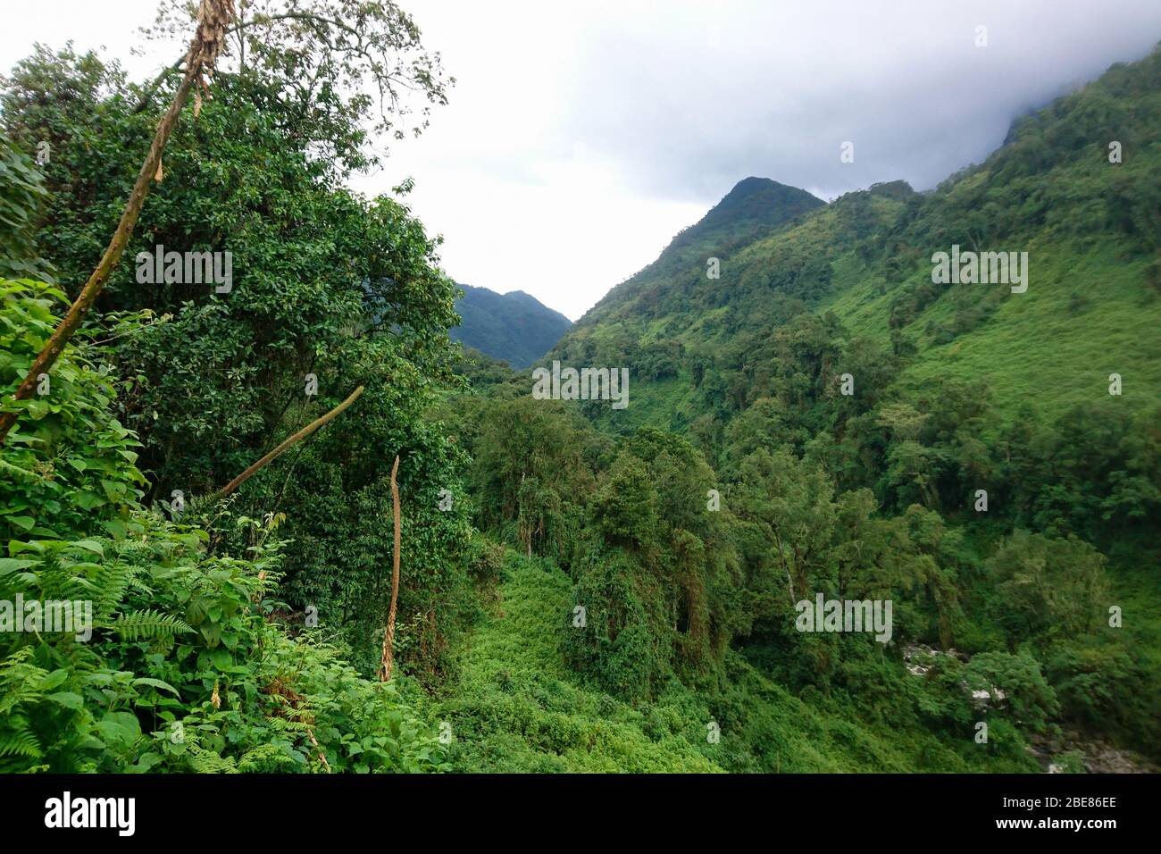 Scenic tropical forests in rural Uganda, Rwenzori Mountains National ...