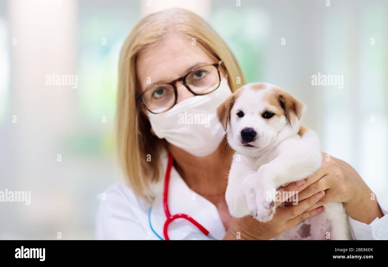 Vet examining dog. Puppy at veterinarian doctor. Animal clinic. Pet ...