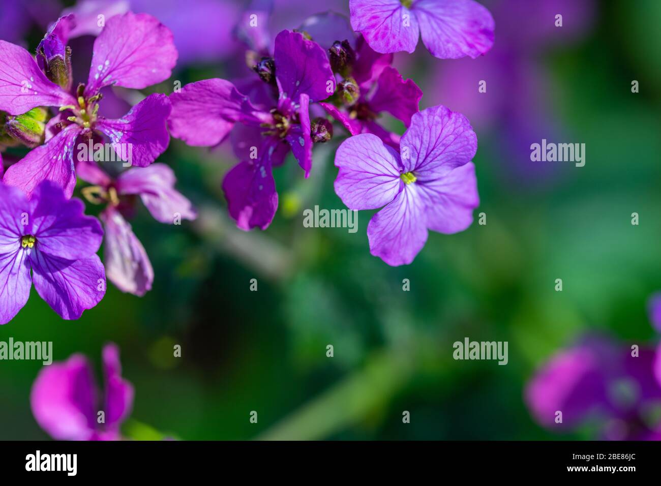 A purple glowing annual honesty with a dark blurry background Stock ...