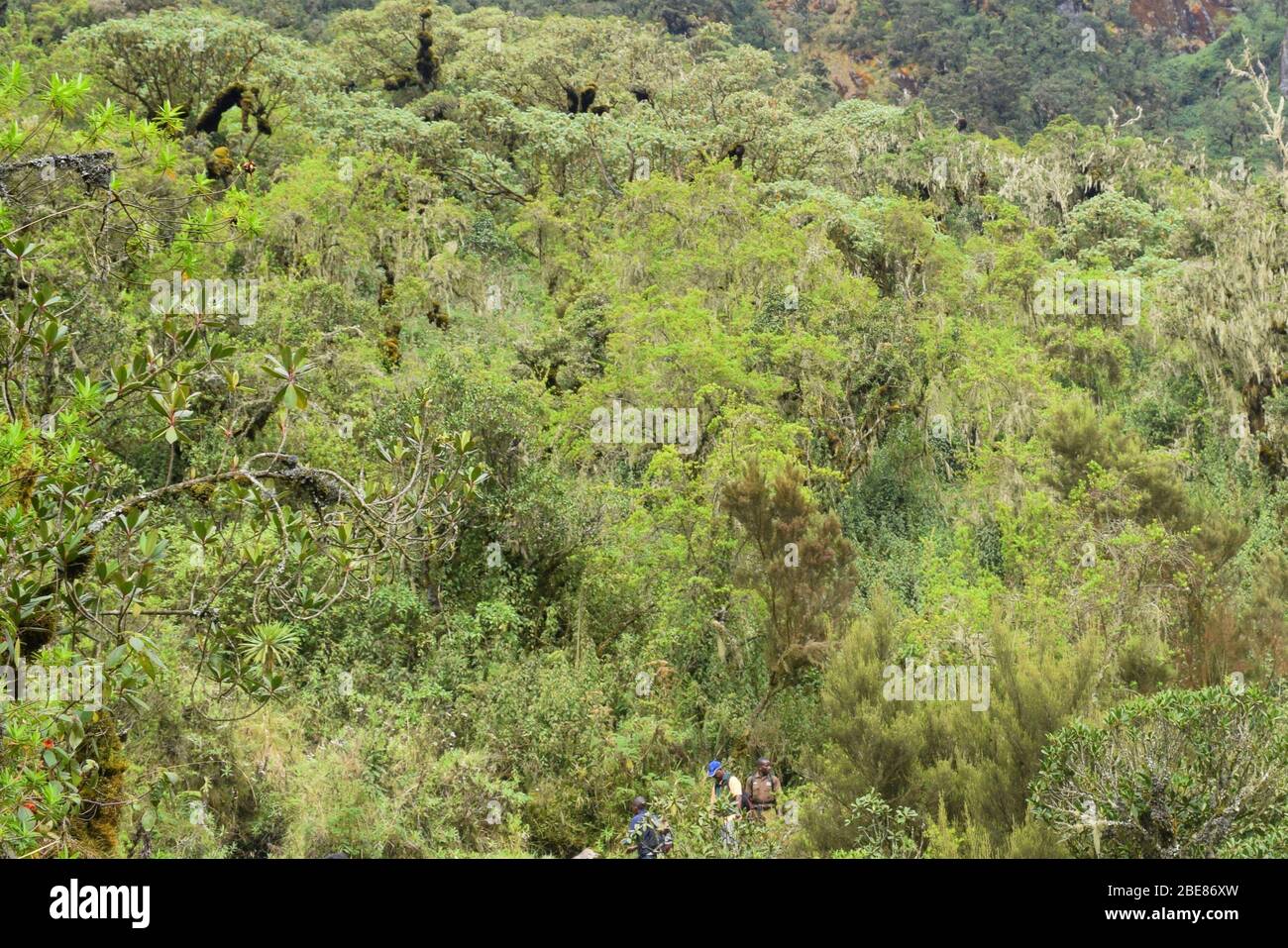 Scenic tropical forests in rural Uganda, Rwenzori Mountains National ...