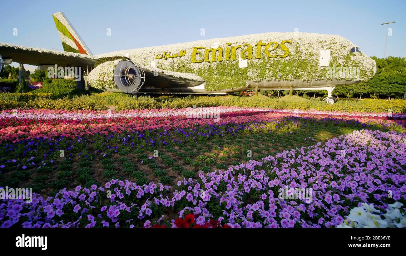 Uae desert flowers hi-res stock photography and images - Alamy