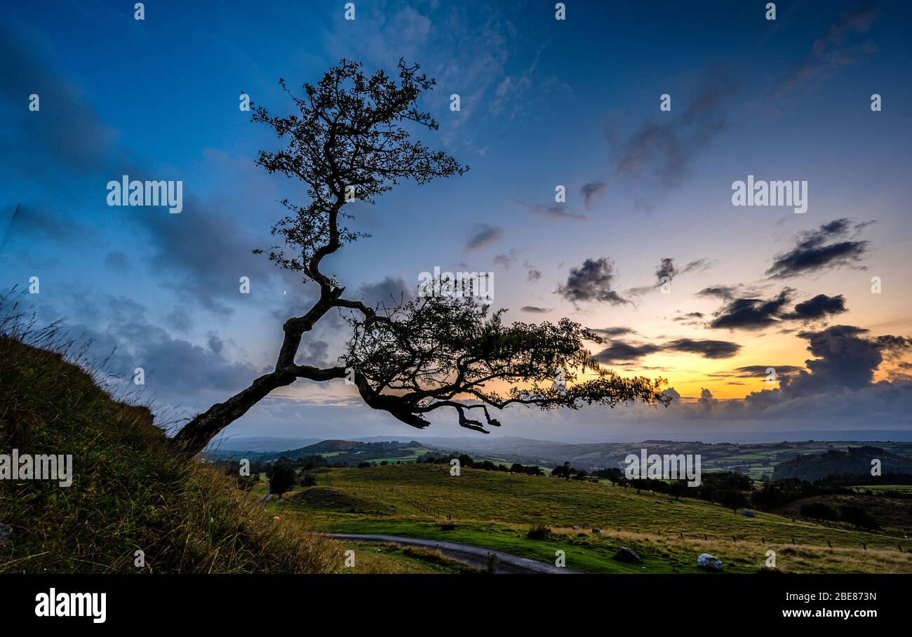 Hawthorn tree at sunset Stock Photo - Alamy