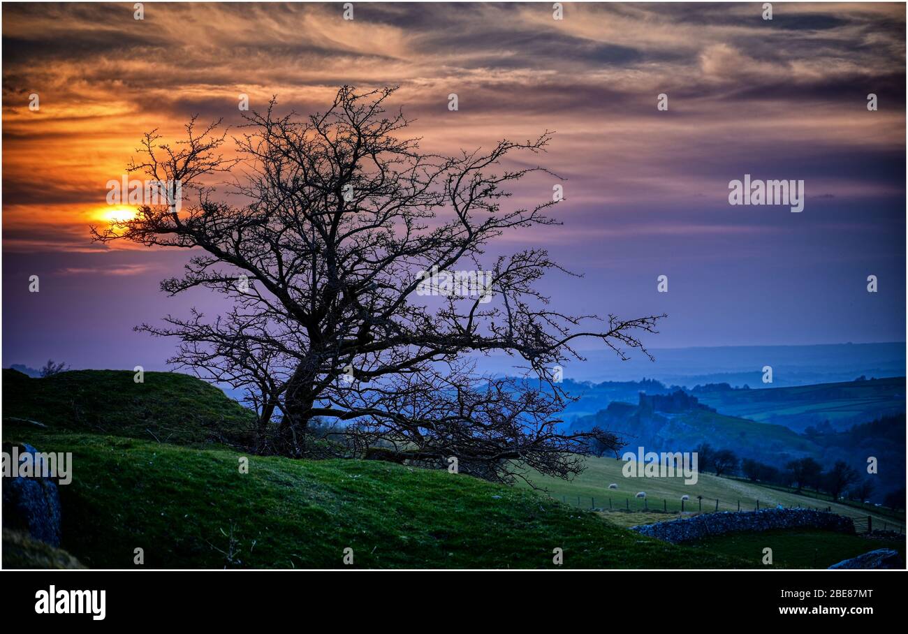 Hawthorn trees on hillside hi-res stock photography and images - Alamy