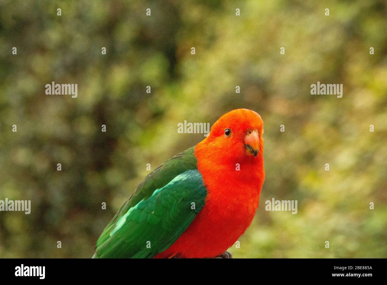 Australian king parrot (Alisterus scapularis Stock Photo - Alamy