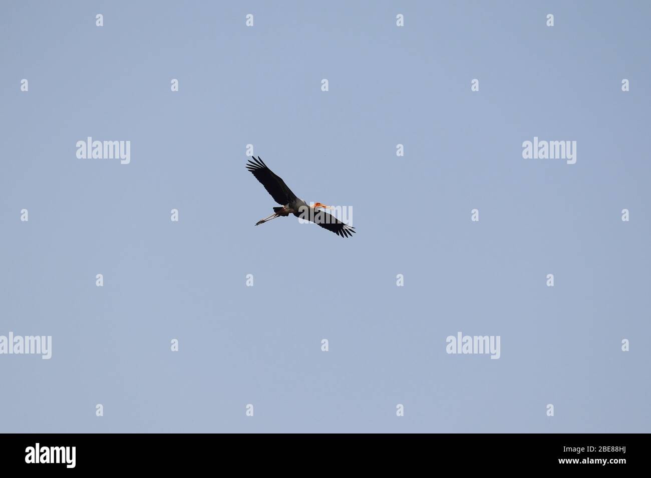 Stork flying silhouette hi-res stock photography and images - Alamy