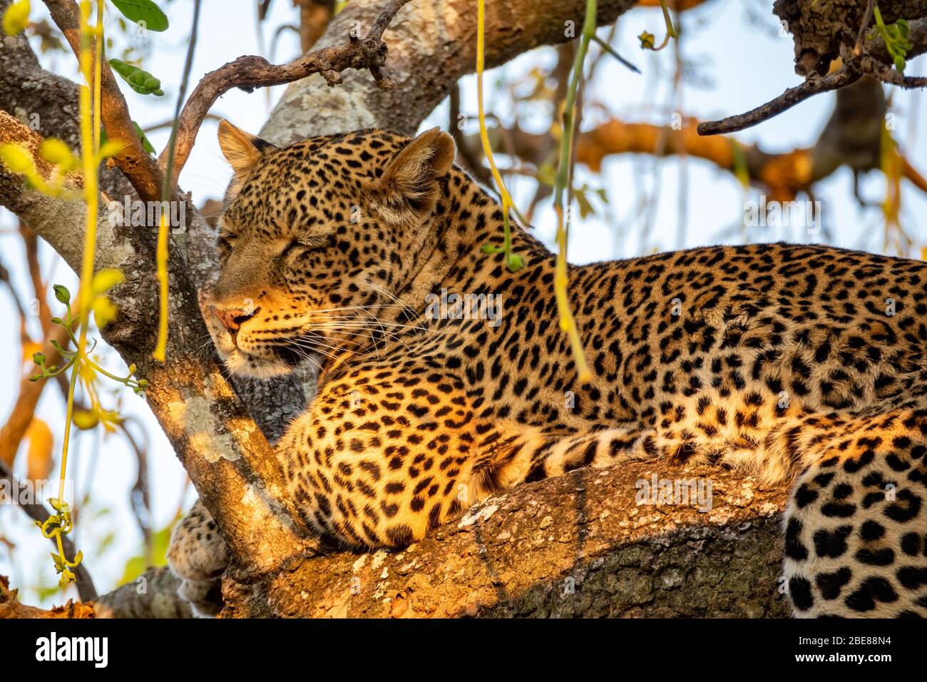 Leopard taking a nap on top of tree branch Stock Photo - Alamy
