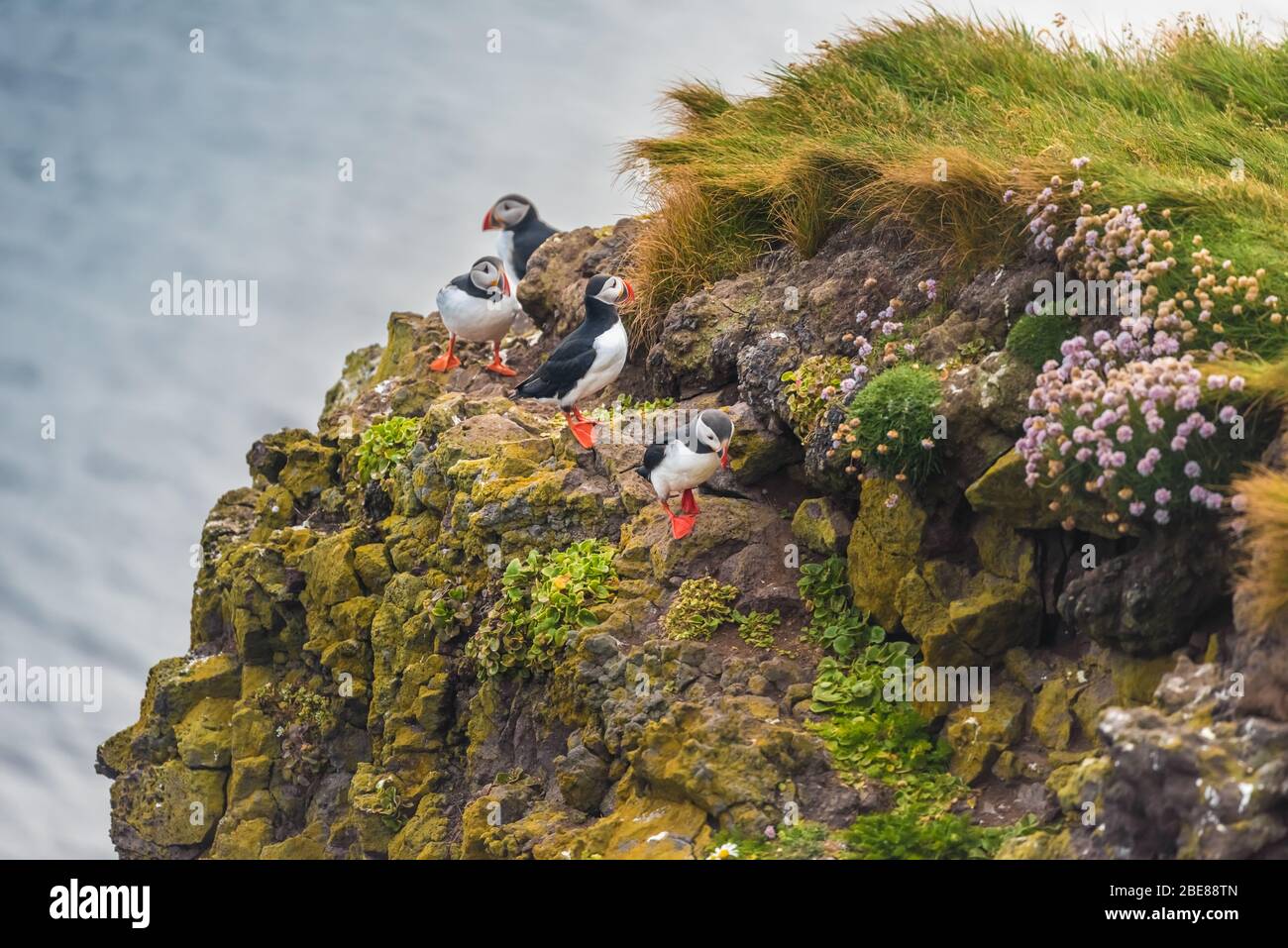 Puffins on the Latrabjarg cliffs, a stunning promontory, home to ...