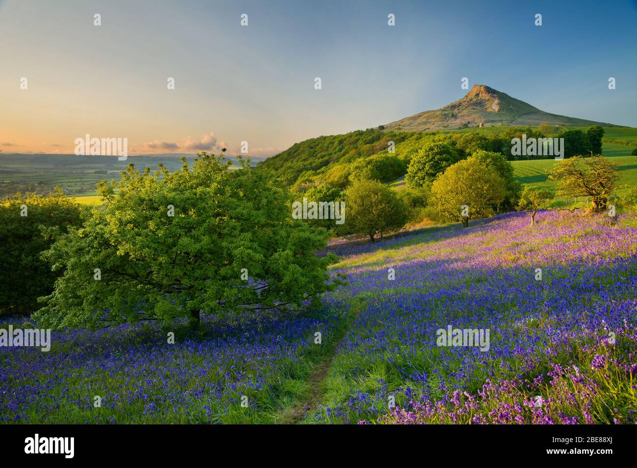 Roseberry Topping Bluebells Stock Photo - Alamy