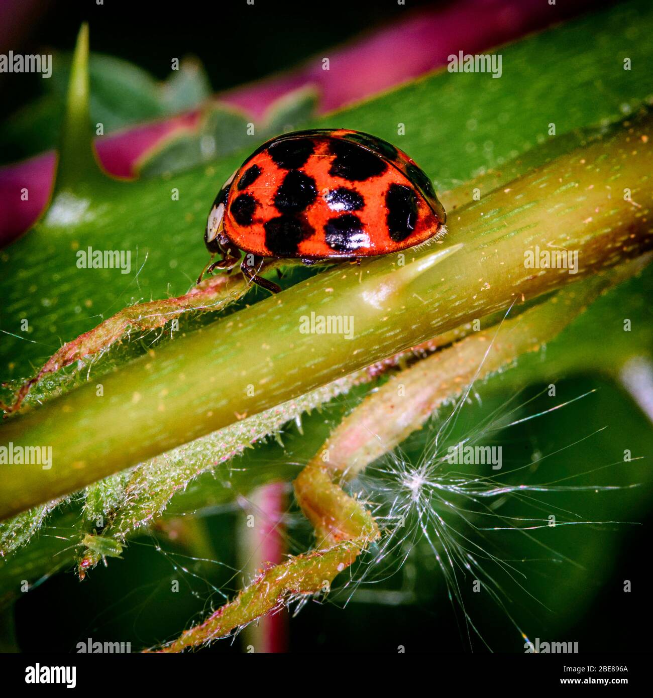 Harlequin beetles hi-res stock photography and images - Alamy