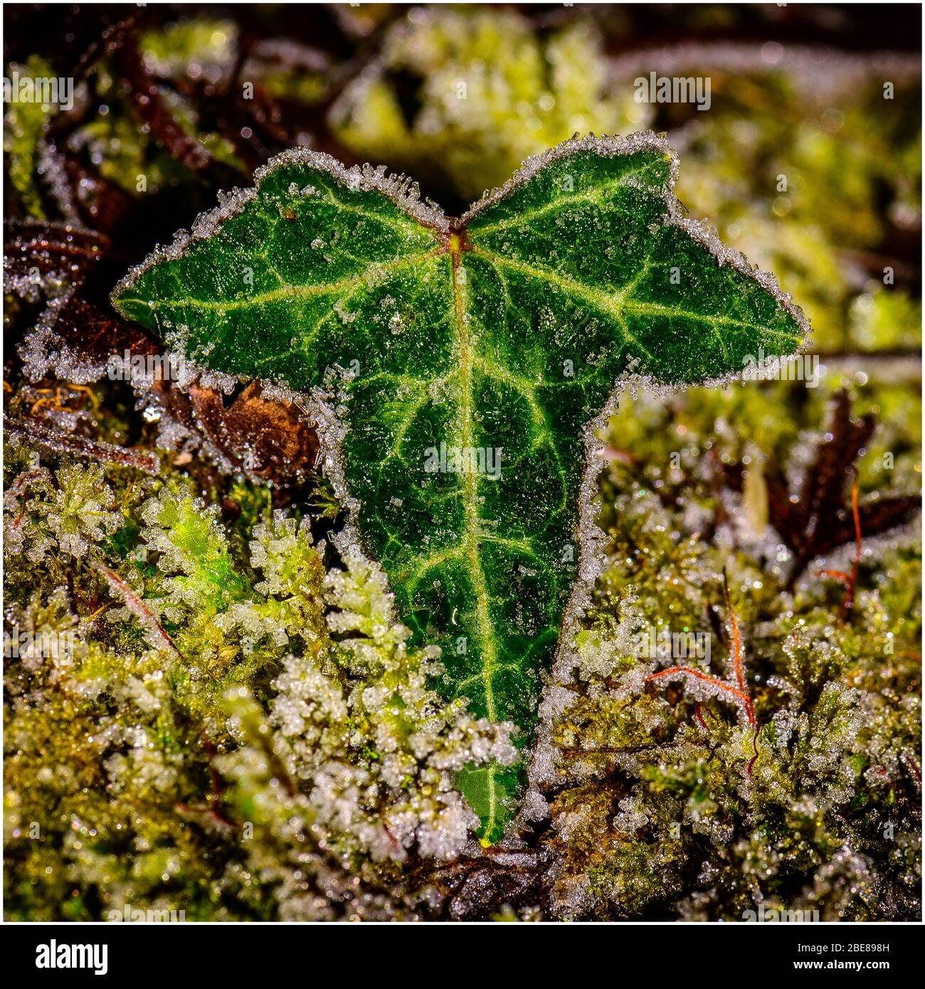 Frost hoar Cut Out Stock Images & Pictures - Alamy