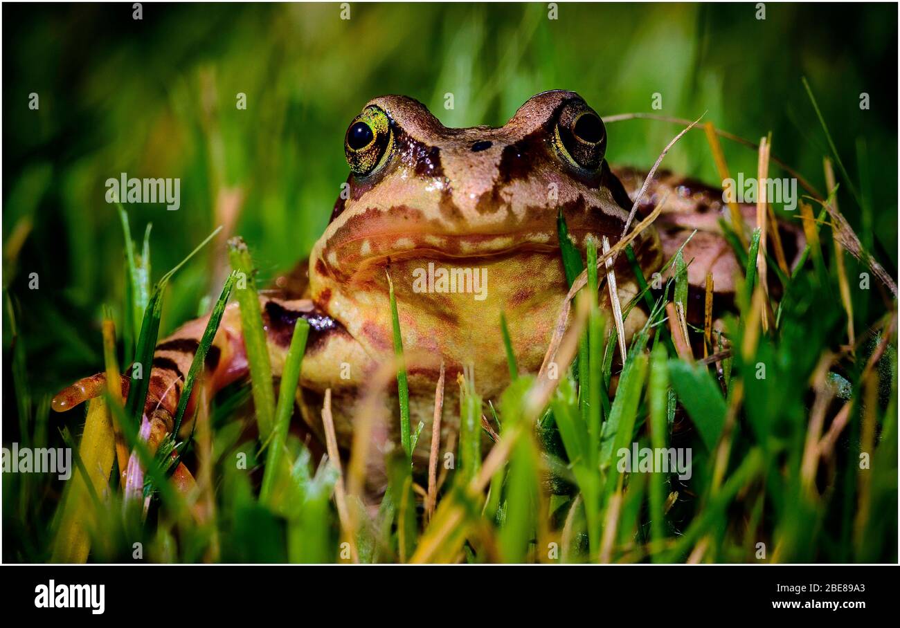 Toad eye Cut Out Stock Images & Pictures - Alamy