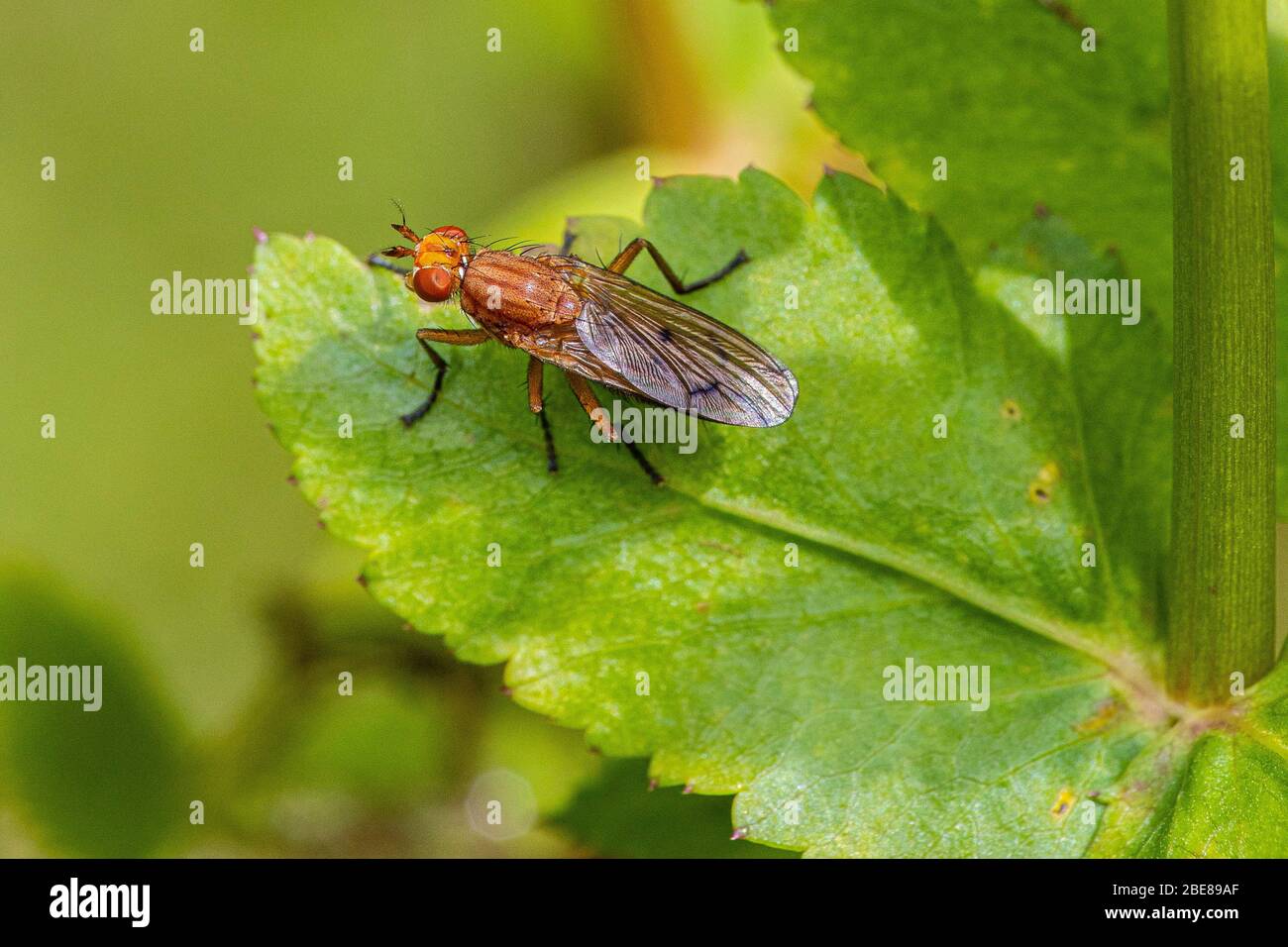 Close up fly head and thorax hi-res stock photography and images - Alamy