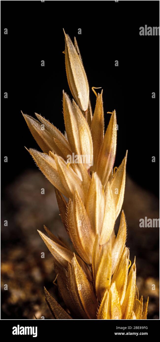 Lodicules hi-res stock photography and images - Alamy