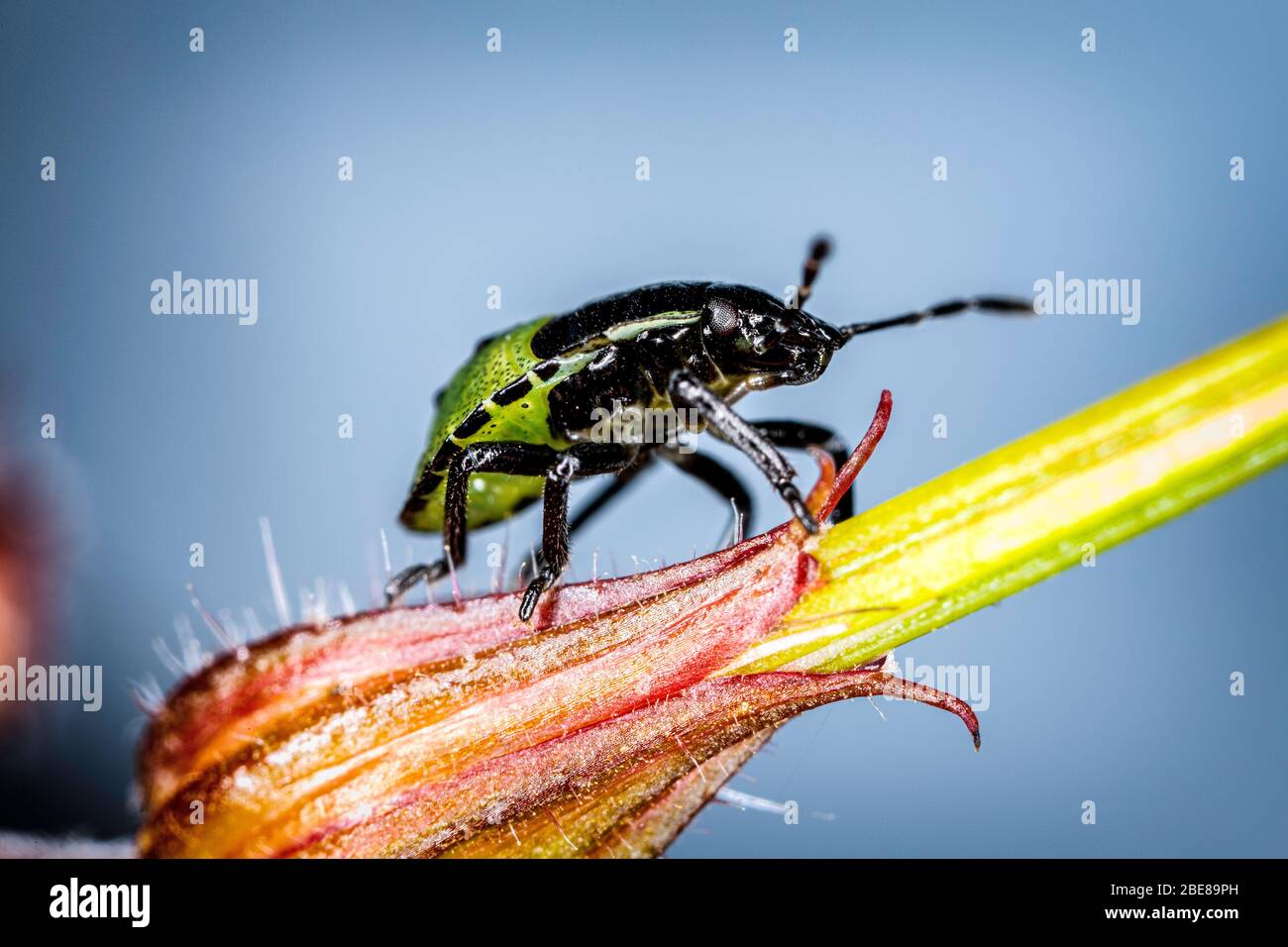 Shield bug (stink bug) nymph Stock Photo - Alamy