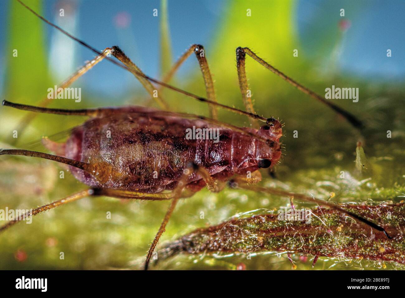 Greenfly hi-res stock photography and images - Alamy