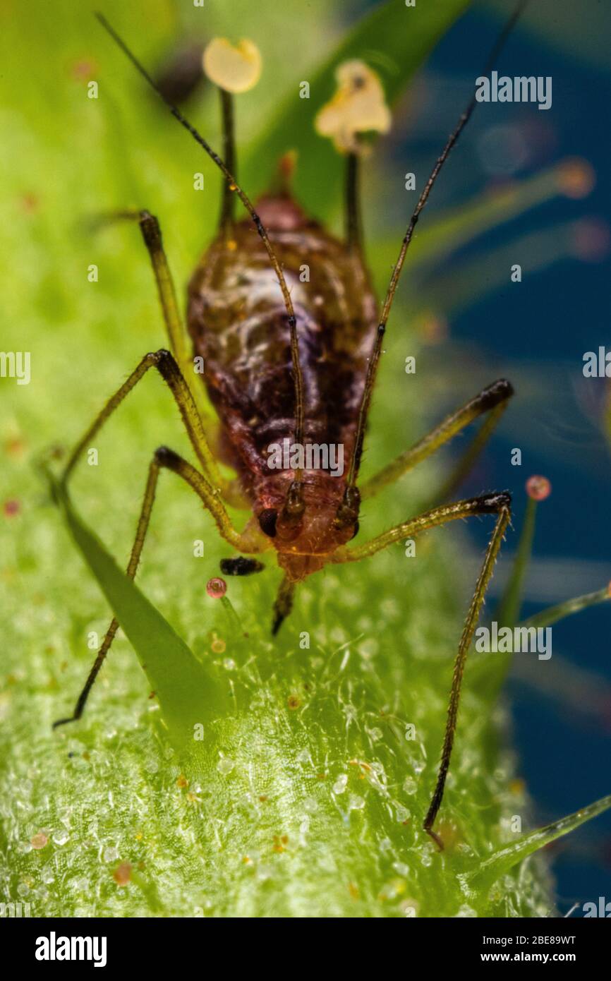 Greenfly hi-res stock photography and images - Alamy