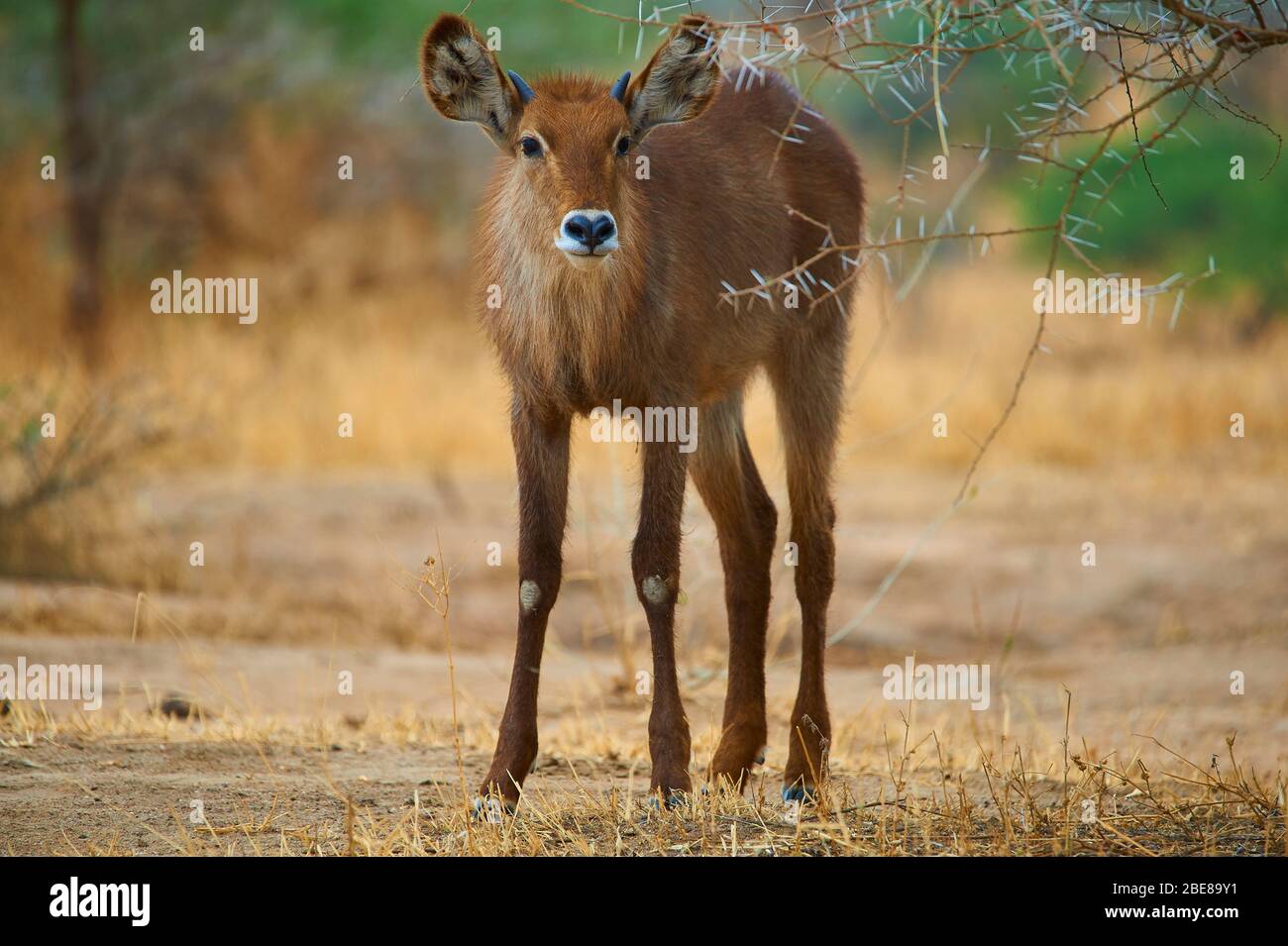 A young, curious Water Buck calf Stock Photo - Alamy