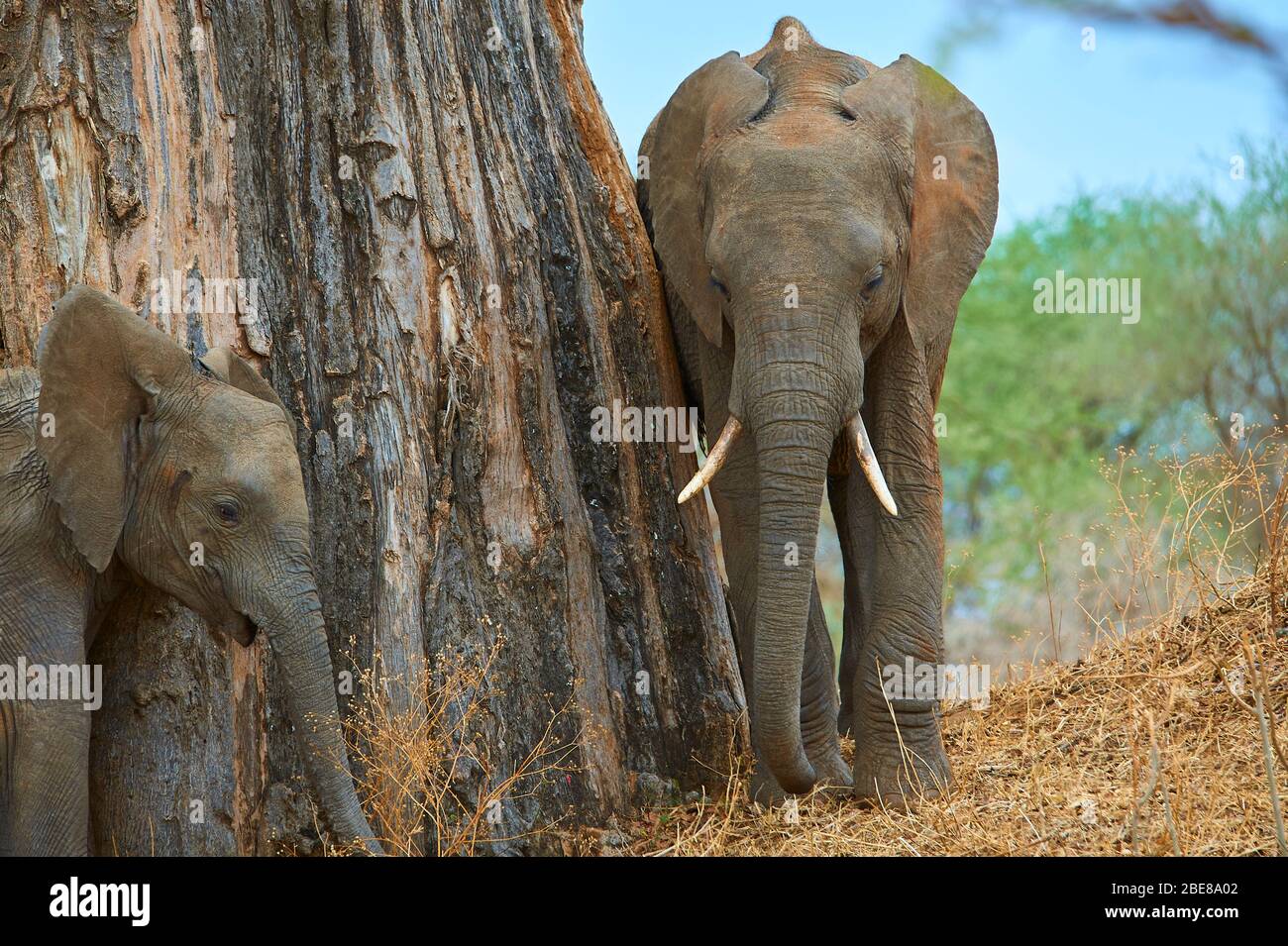 Elephant, scrubbing at a tree Stock Photo - Alamy