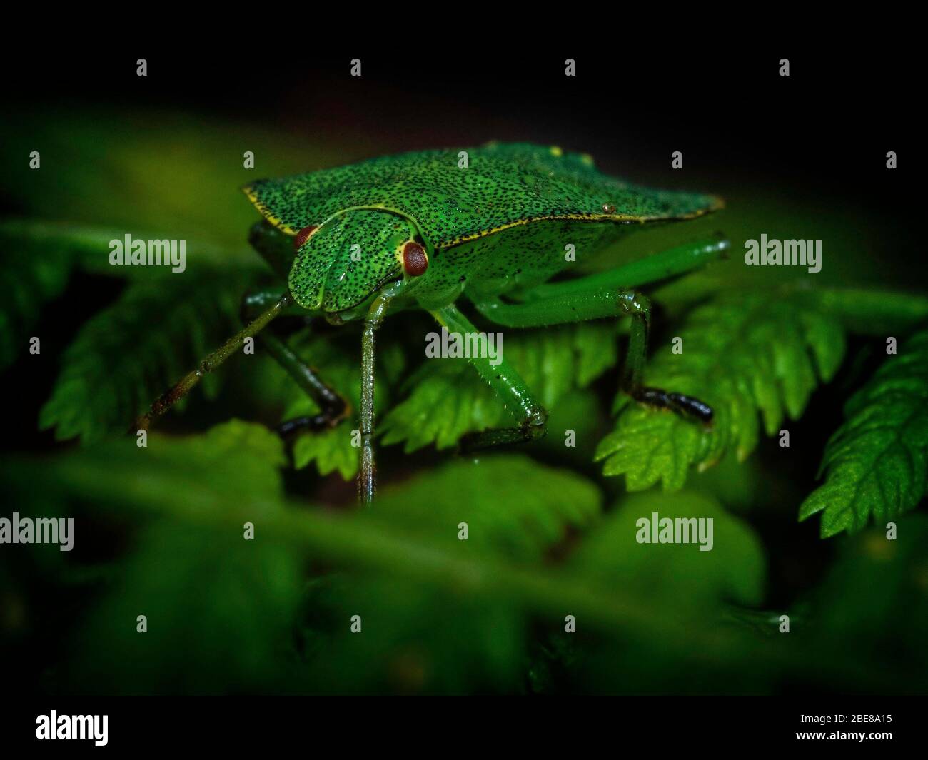 Macrophotography macro hi-res stock photography and images - Alamy