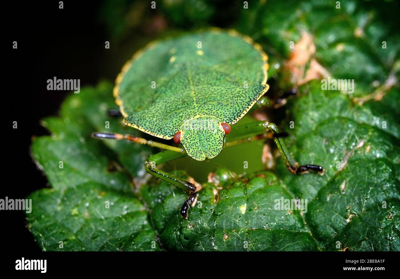 Macro image of a shield bug Stock Photo - Alamy