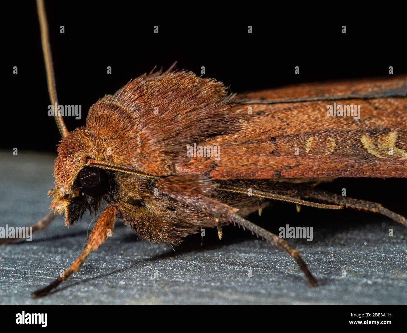 Moth eyes hi-res stock photography and images - Alamy