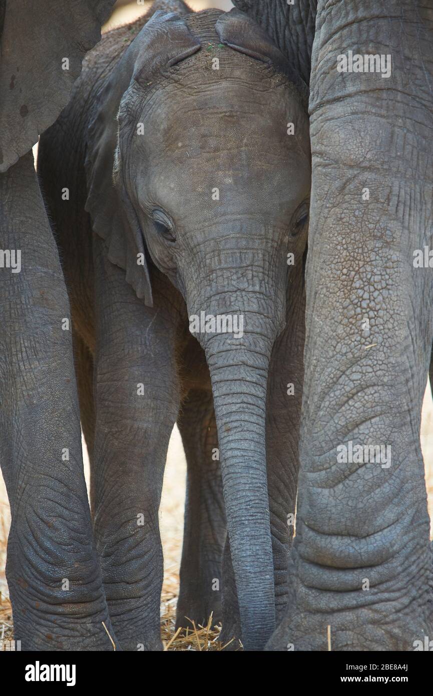 An elephant calf enjoys family bonding time Stock Photo - Alamy