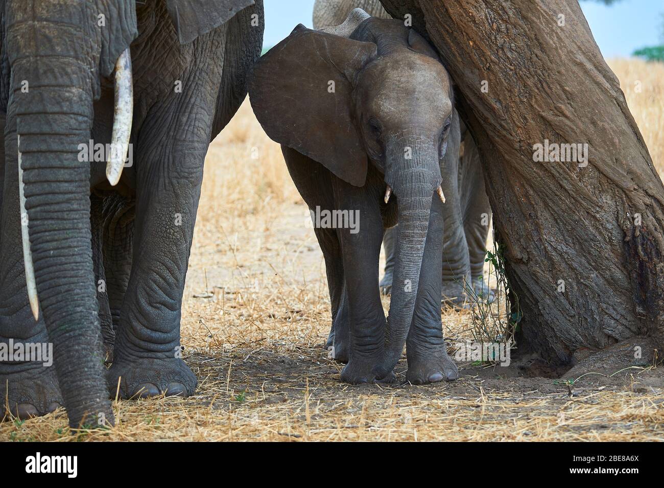 Elephant, scrubbing at a tree Stock Photo - Alamy