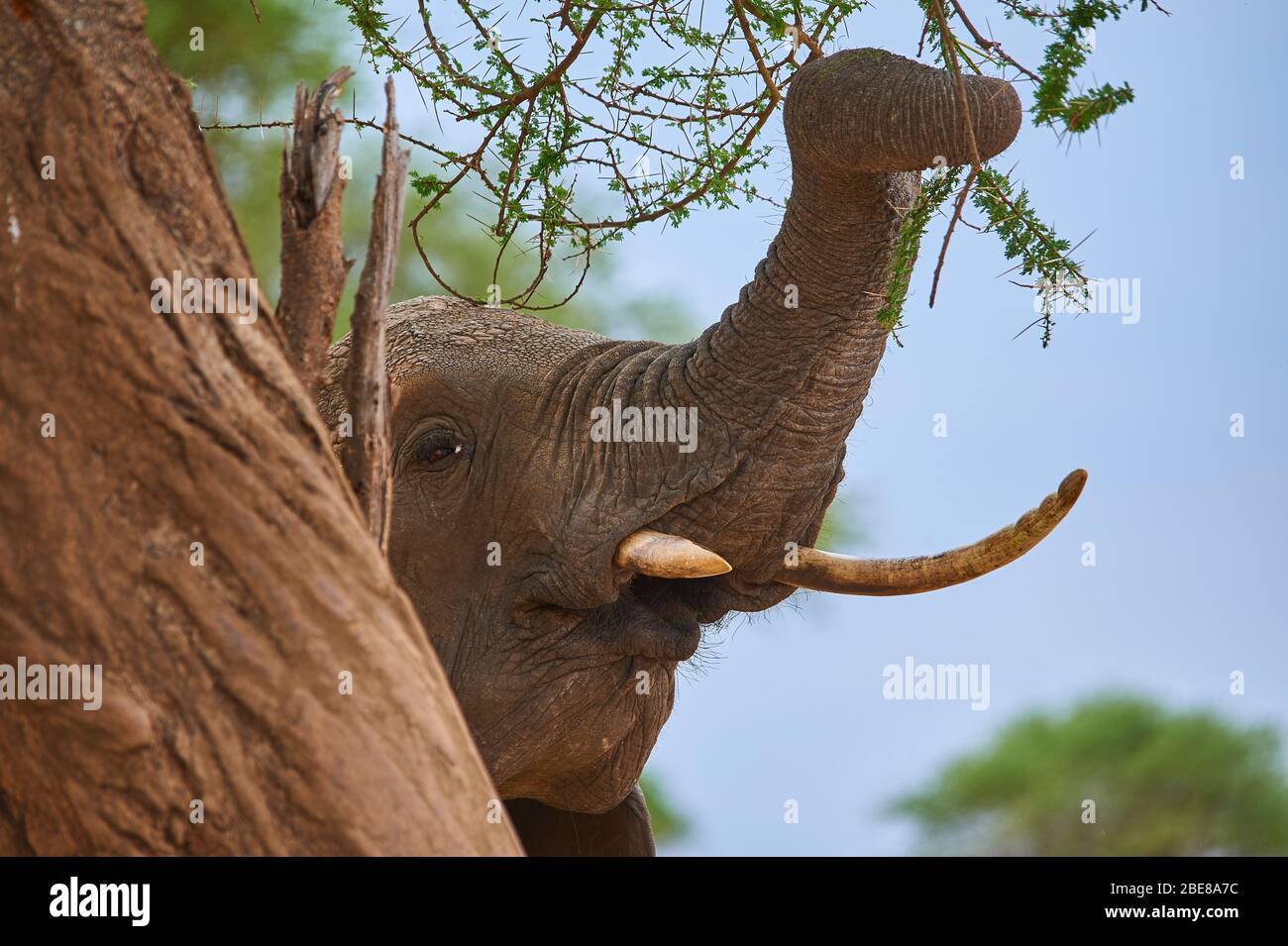 Elephant reaching out for foliage Stock Photo - Alamy