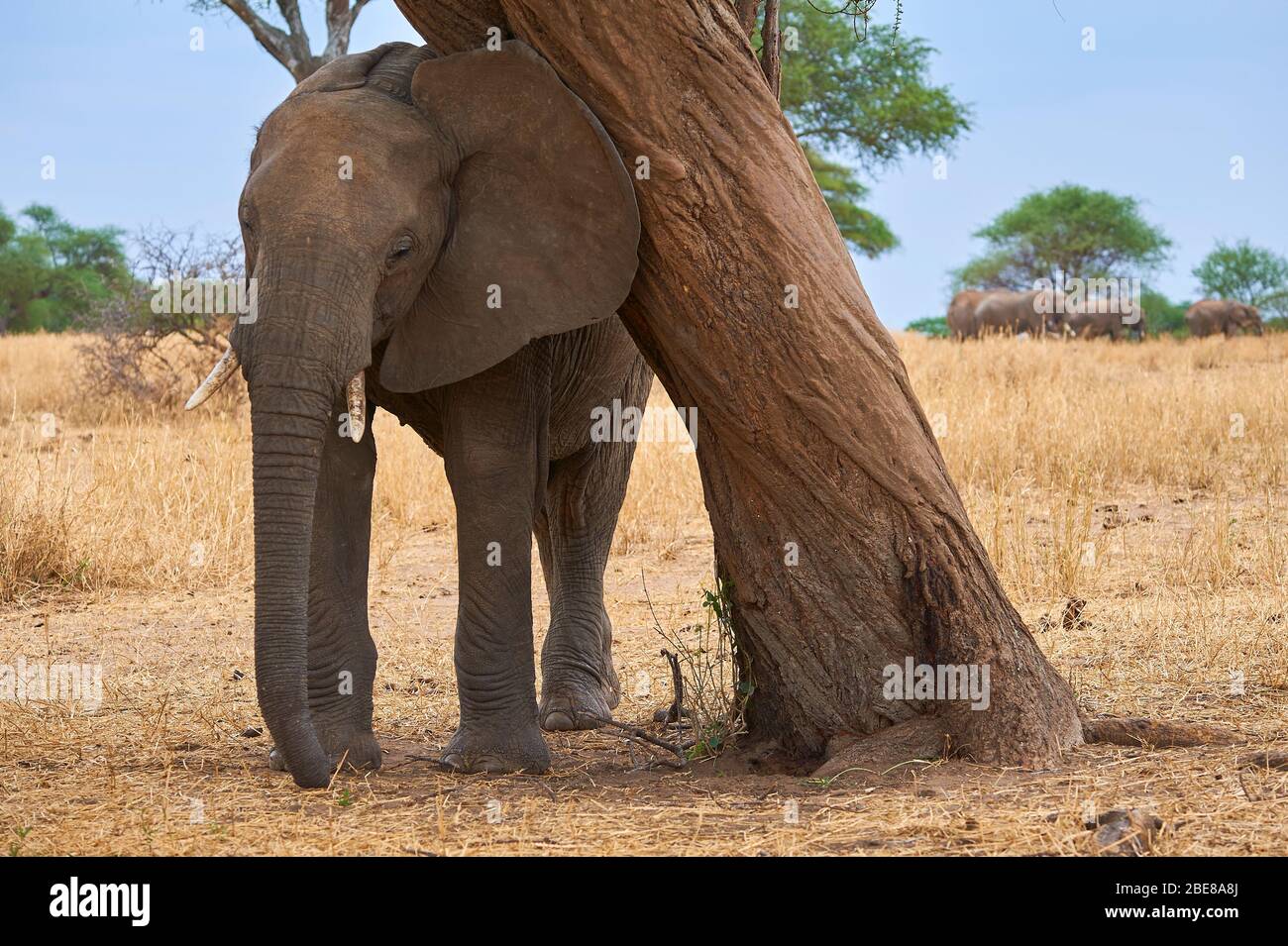 Elephant, scrubbing at a tree Stock Photo - Alamy