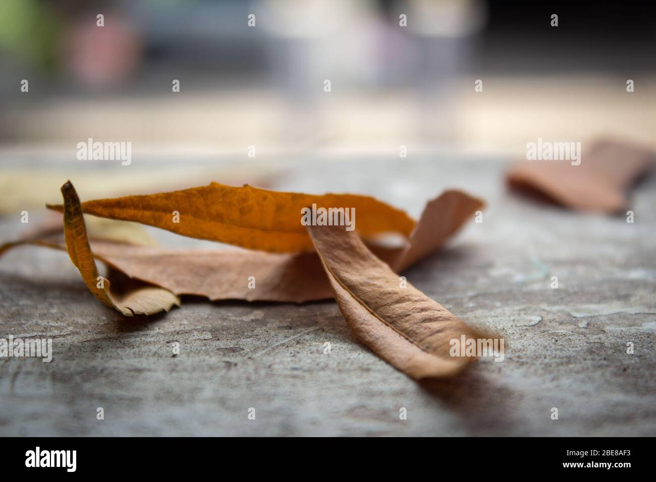 View of dried fallen neem tree leaves Stock Photo - Alamy