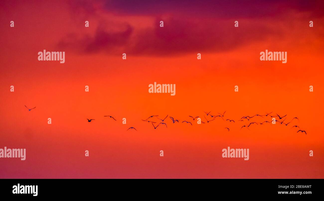 Night sky flying flock birds hi-res stock photography and images - Alamy