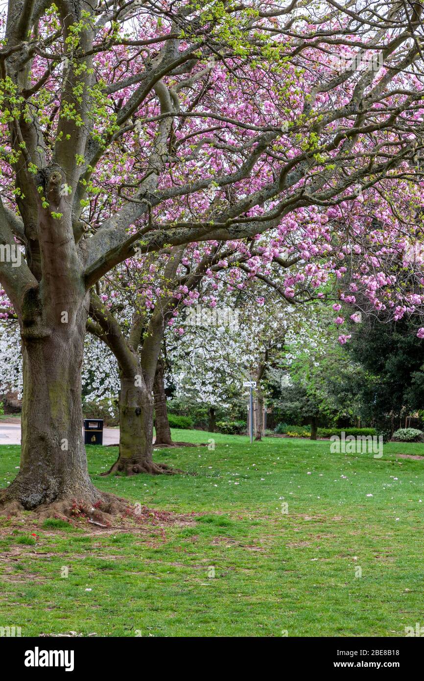 Kanzan cherry blossom tree hi-res stock photography and images - Alamy
