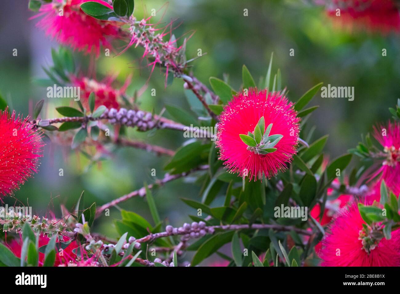 Flowers of the Bottle Brush Tree (Callistemon Citrinus Stock Photo - Alamy